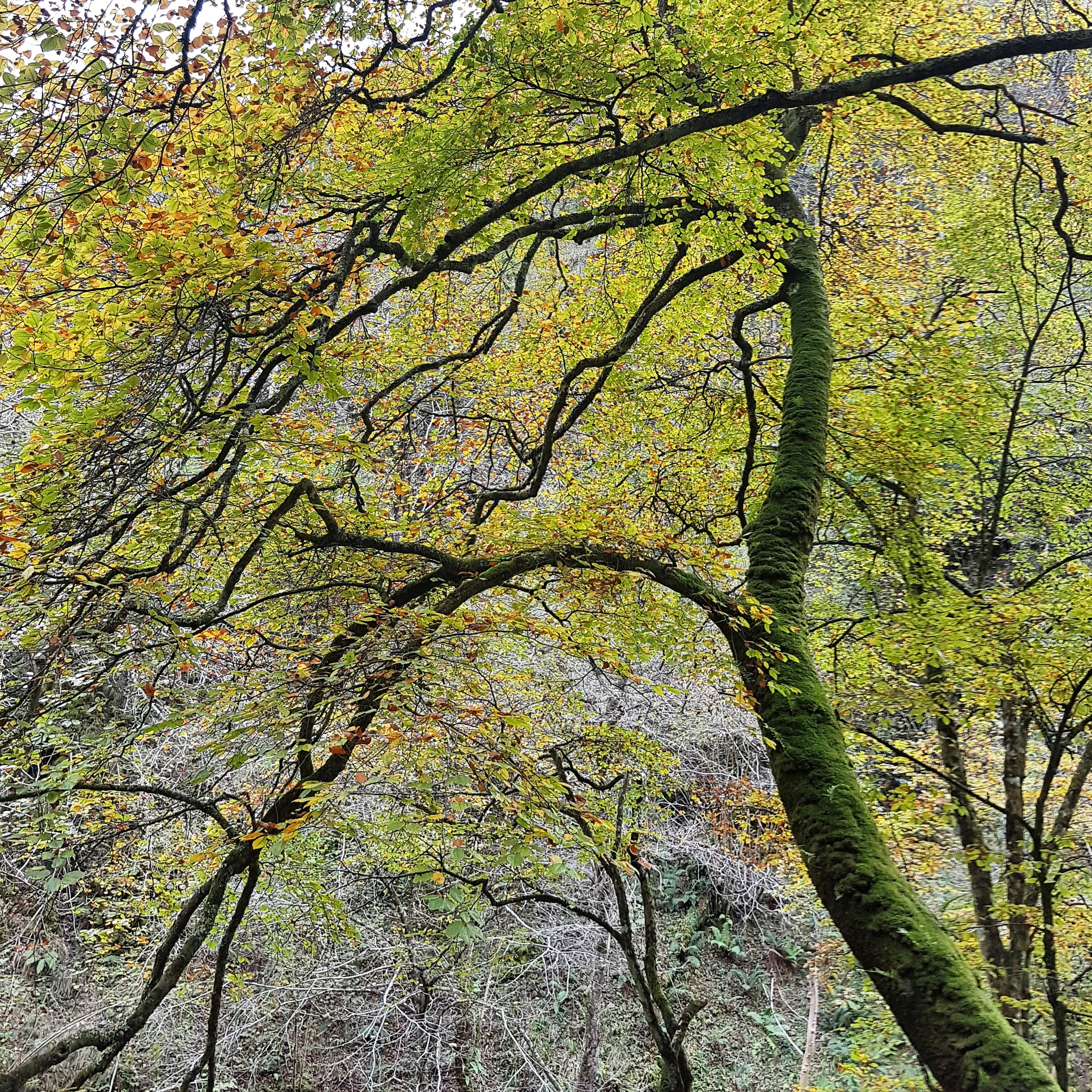 Picos Adventures | Walking and Adventure Holidays in The Picos de Europa